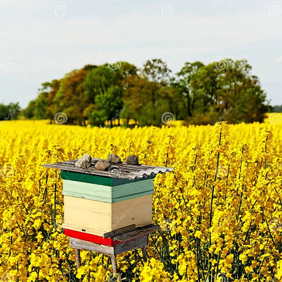 Beehive on the field. stock photo. Image of spring, nature - 29708554