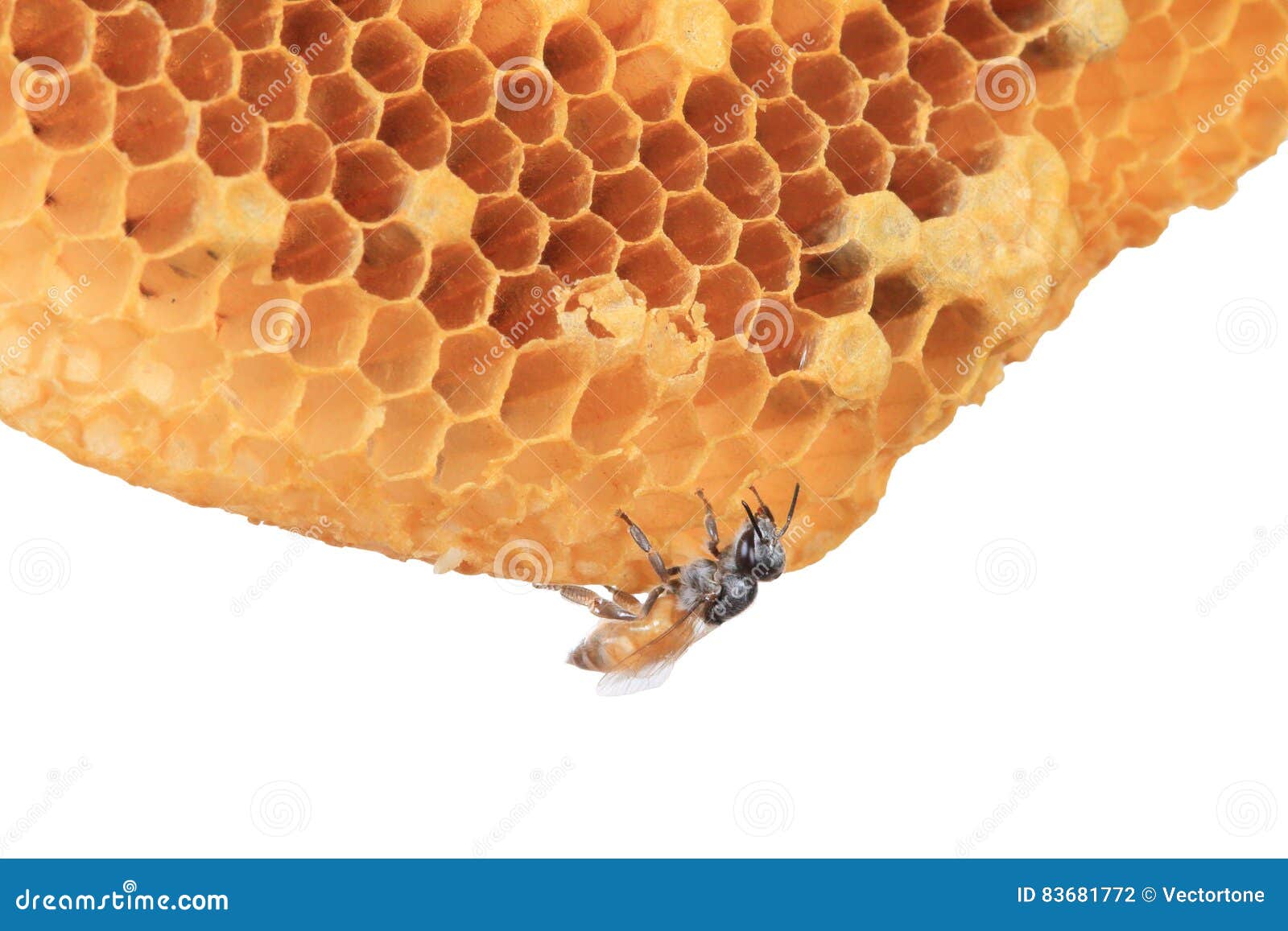 Beehive closeup. stock photo. Image of honeyed, healthy - 83681772