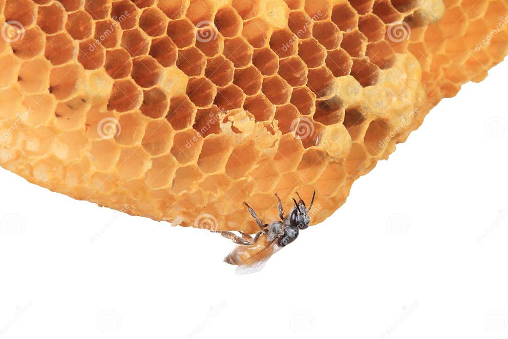 Beehive closeup. stock photo. Image of honeyed, healthy - 83681772