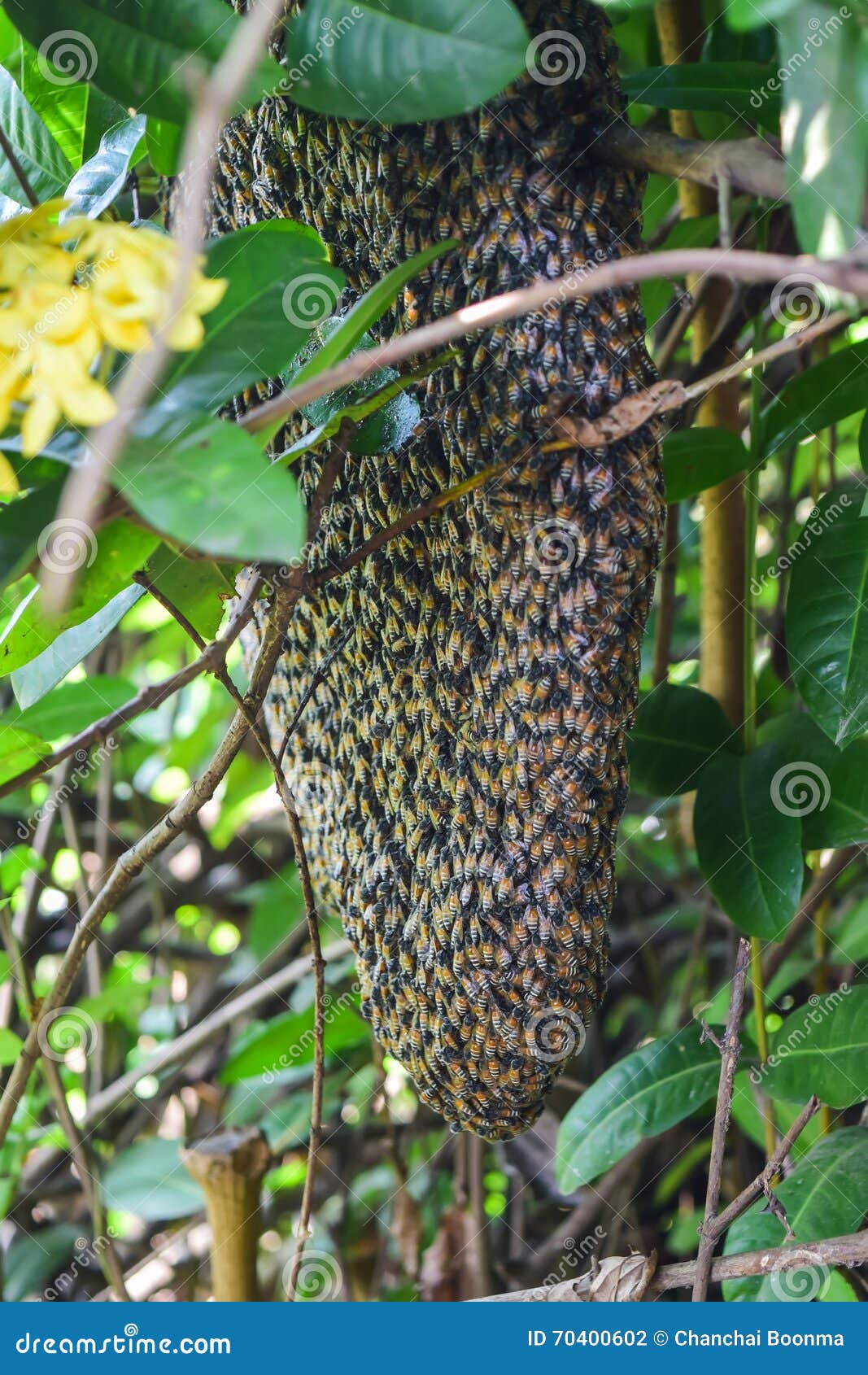 Beehive with crowd bees stock photo. Image of garden - 70400602