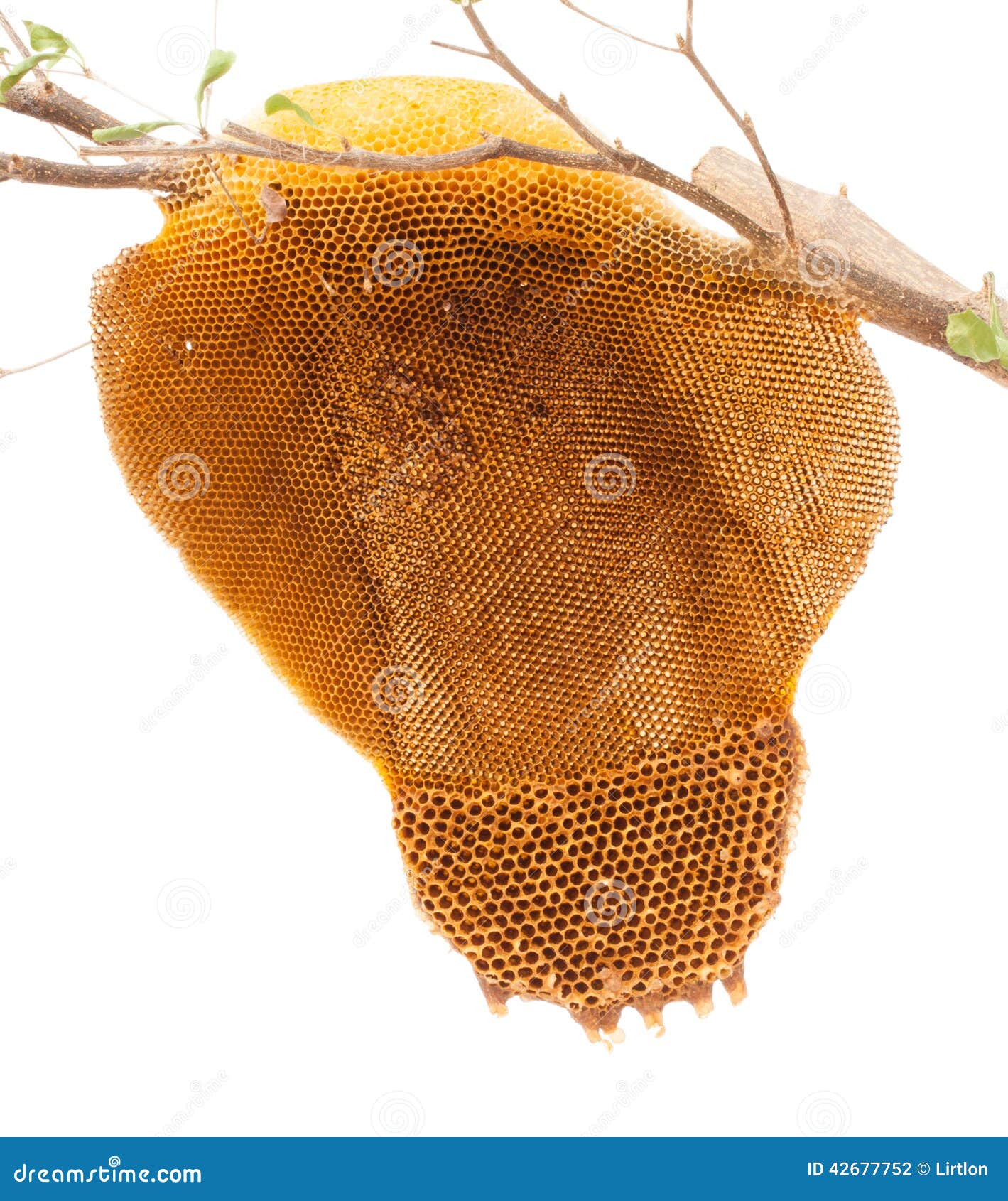 Beehive deserted isolated stock photo. Image of isolated - 42677752