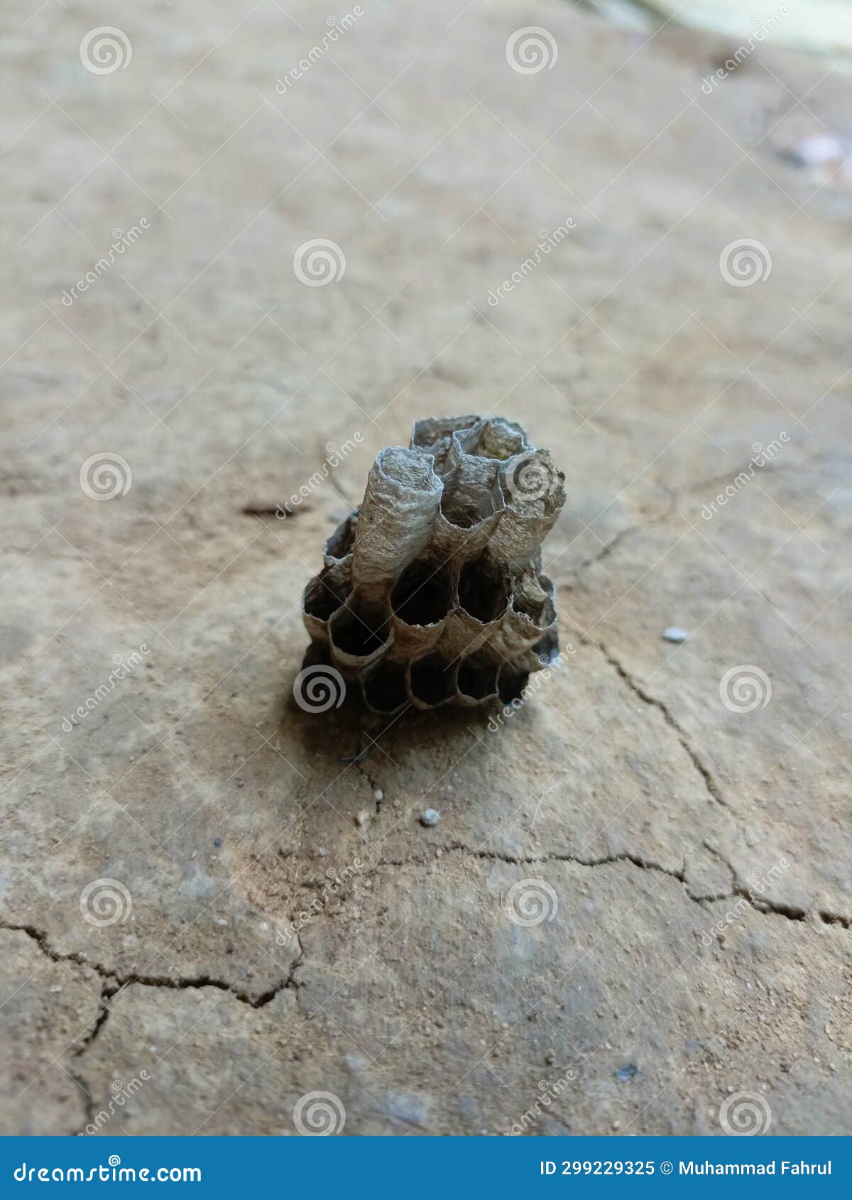 A Beehive that Fell from the Roof Stock Image - Image of invertebrate ...