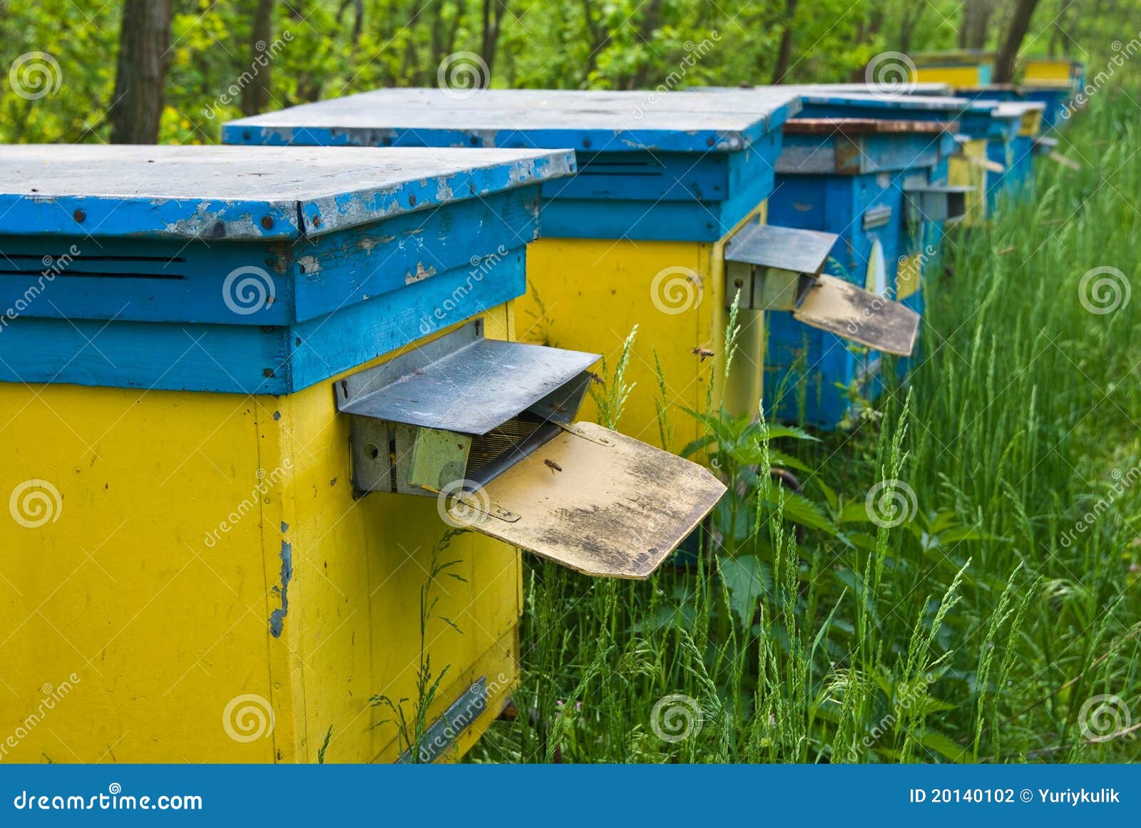 Beehive in a forest stock photo. Image of apiary, beehive - 20140102