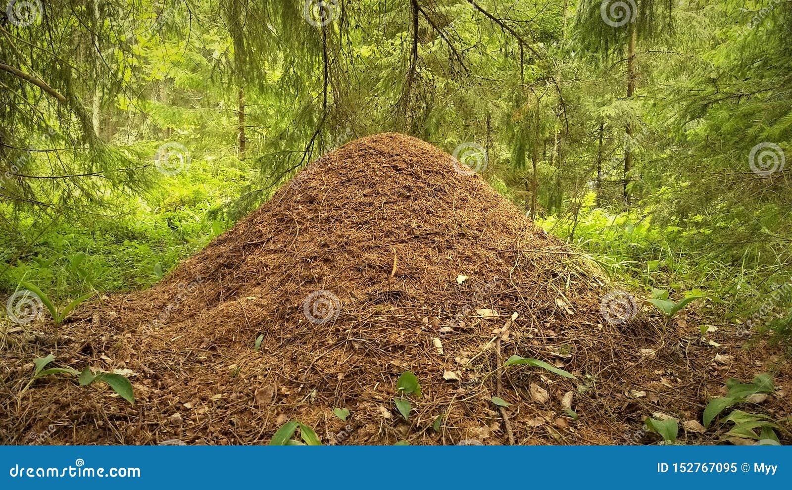 A beehive in a forrest stock image. Image of ants, house - 152767095