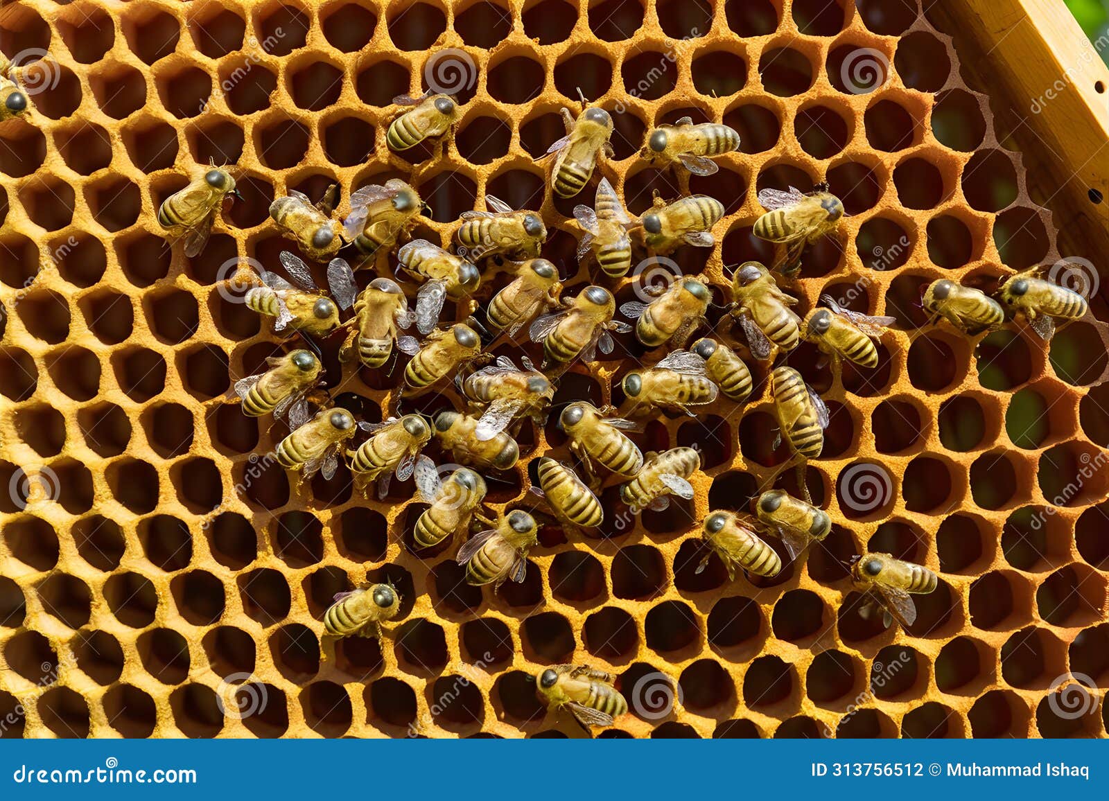 Beehive Frames Buzz With Activity As Bees Work On Honeycombs Royalty ...
