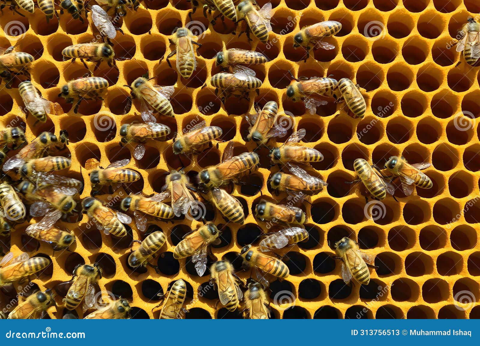 Beehive Frames Buzz with Activity As Bees Work on Honeycombs Stock Illustration - Illustration ...