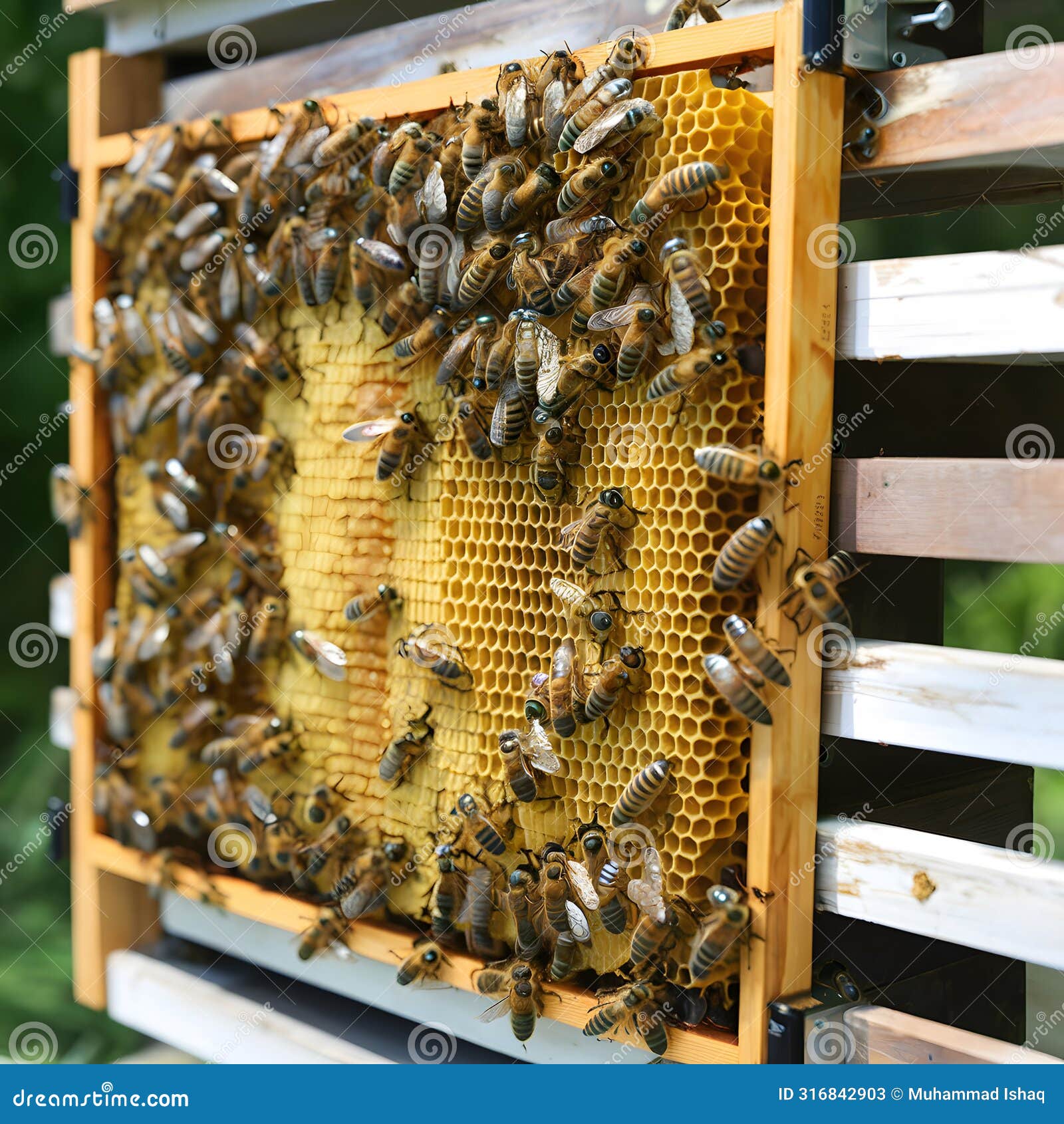 Beehive Frames Buzz With Activity As Bees Work On Honeycombs Royalty ...
