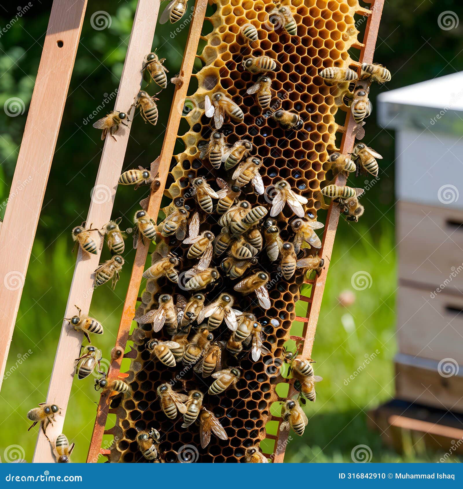 Beehive Frames Buzz With Activity As Bees Work On Honeycombs Royalty-Free Stock Image ...