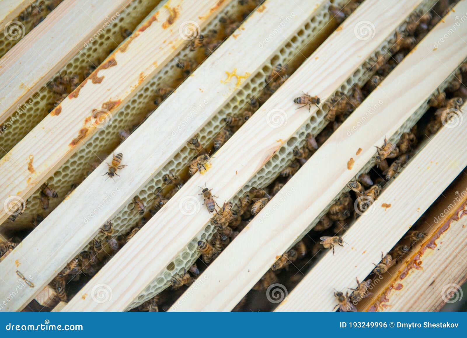 Beehive with Frames Full of Bees Closeup Stock Photo - Image of ...