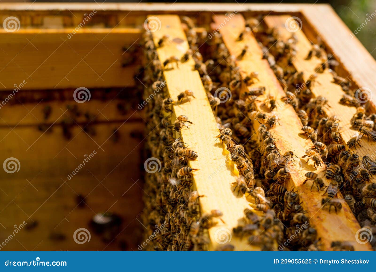 Beehive with Frames Full of Bees Closeup Stock Image - Image of ...