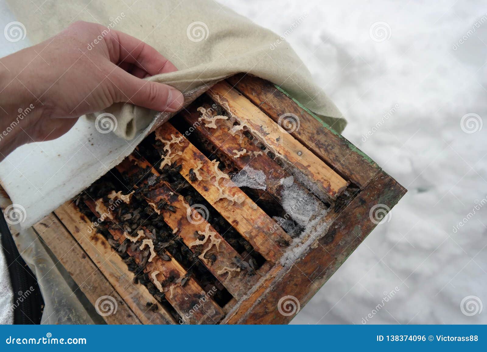 Beehive with frozen bees stock photo. Image of snow - 138374096