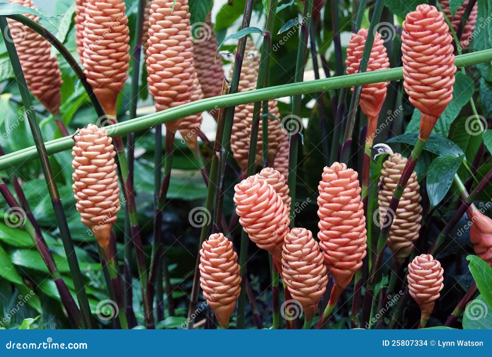 Beehive Ginger Plants stock photo. Image of pink, jungle - 25807334