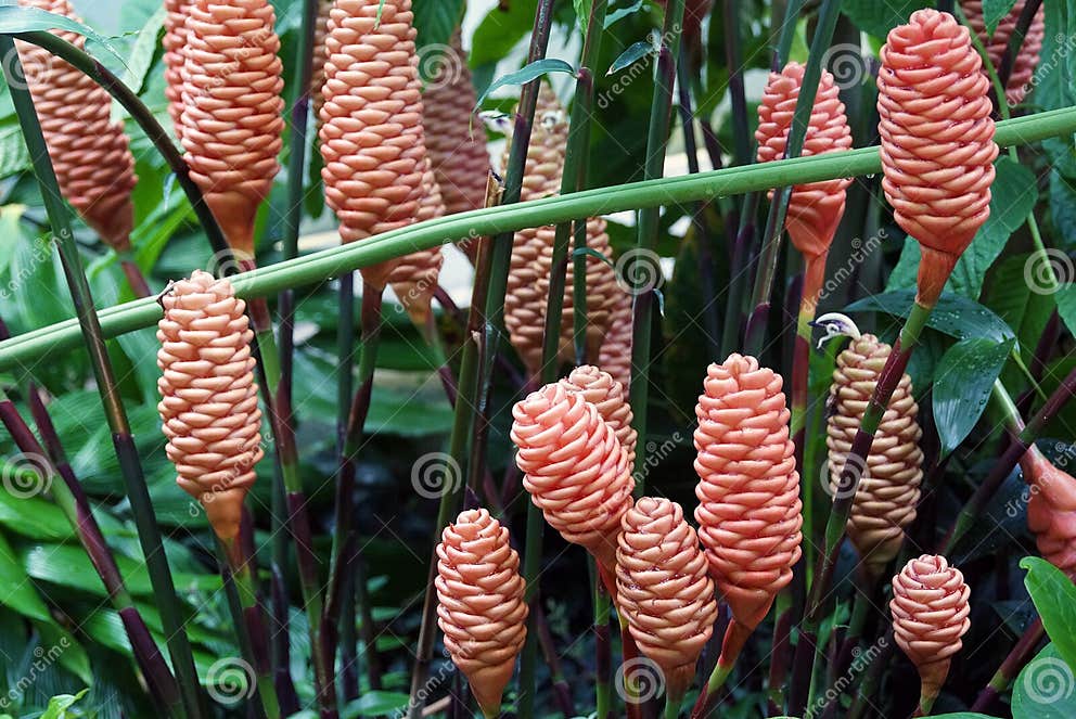 Beehive Ginger Plants stock photo. Image of pink, jungle - 25807334