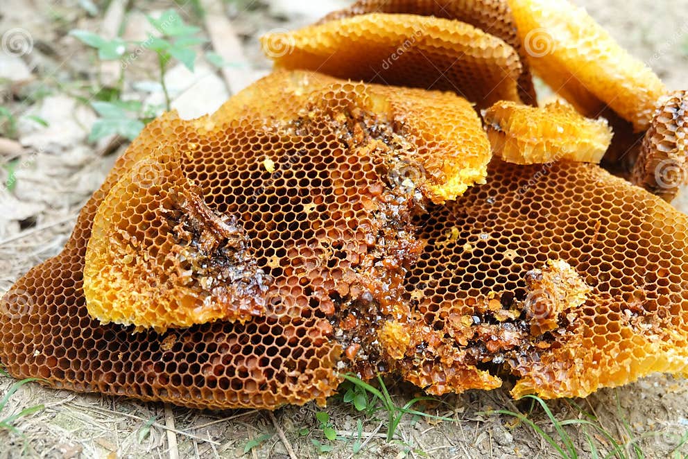 Beehive on ground stock photo. Image of golden, family - 67395680