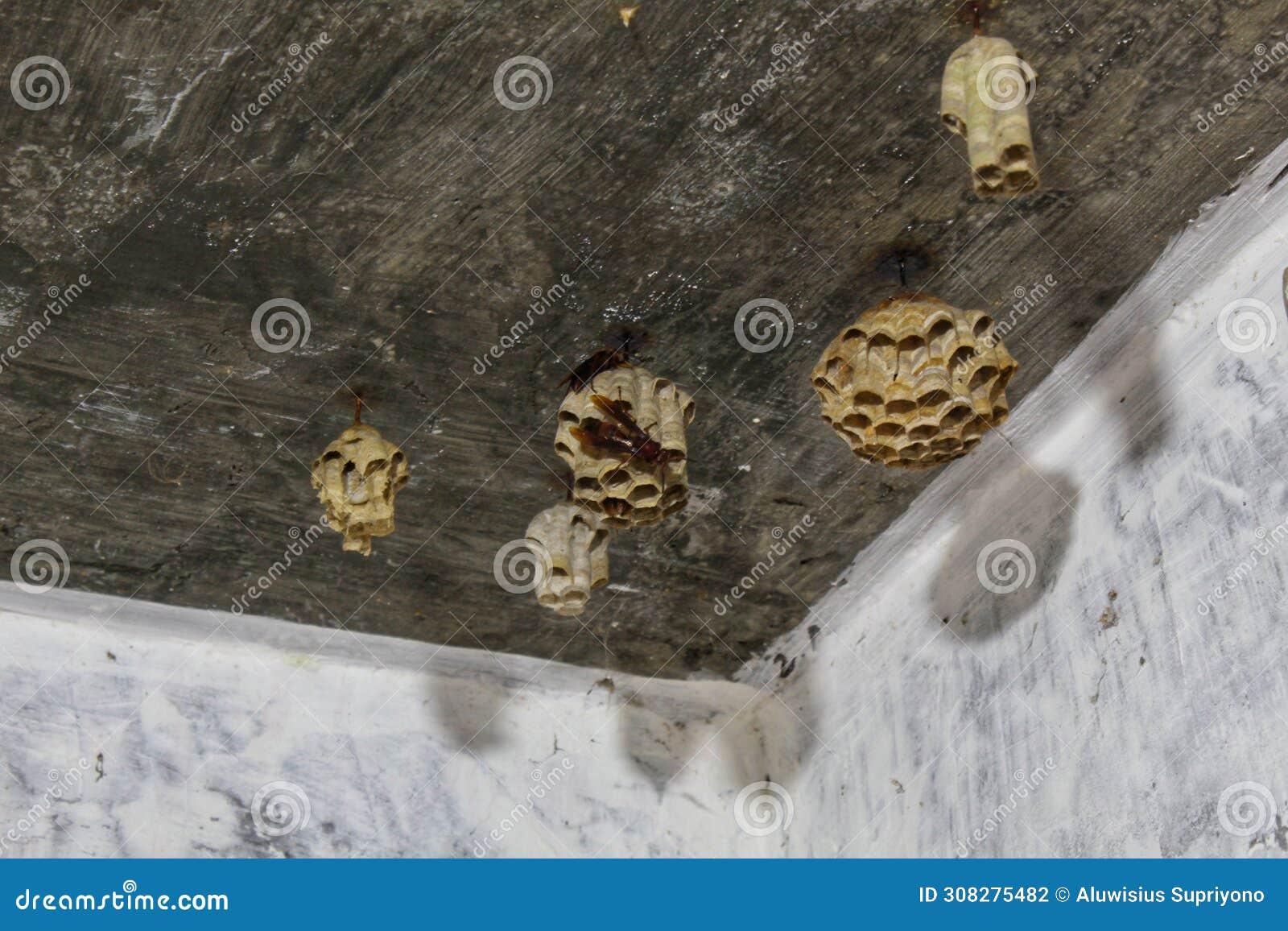 A Beehive Hanging from the Roof and Several Bees Visible Stock Photo ...