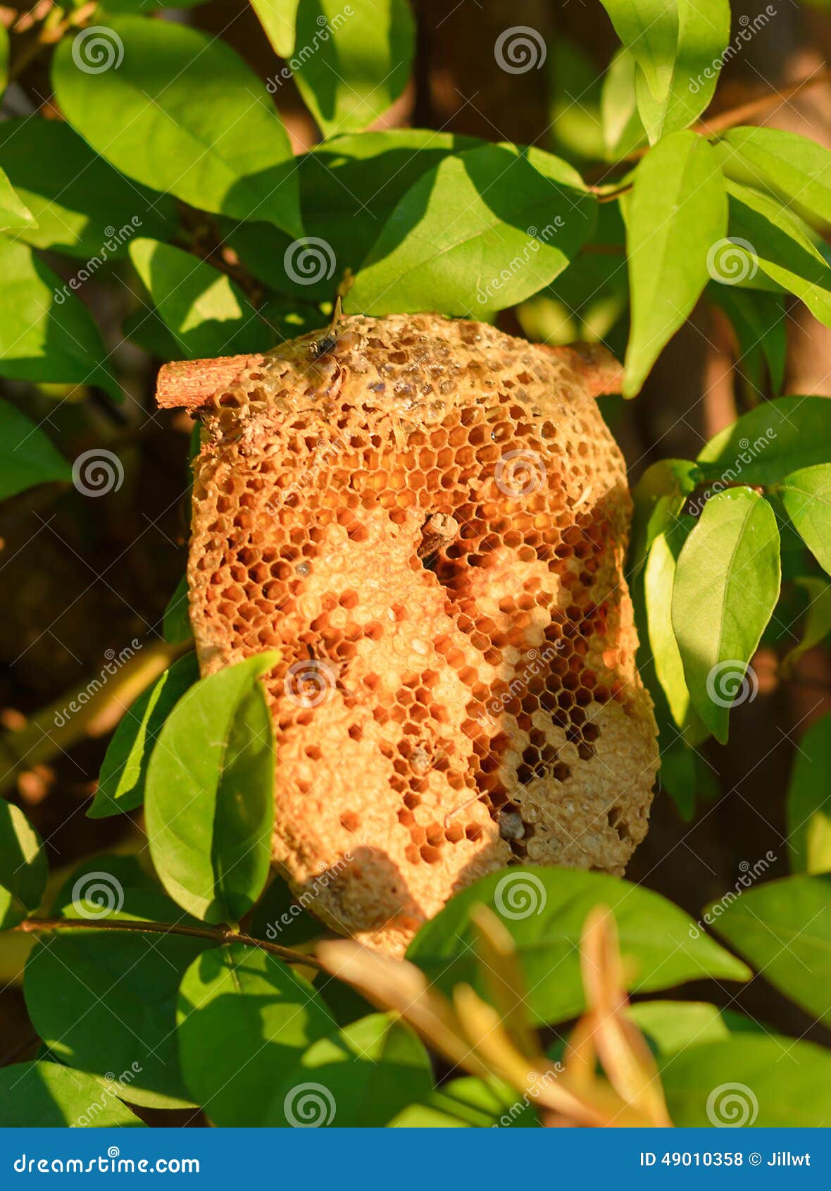 Beehive honeycomb stock photo. Image of yellow, tree - 49010358