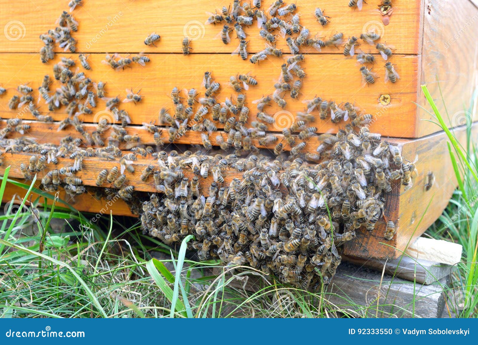 Beehive inlet stock photo. Image of inlet, insect, grass - 92333550