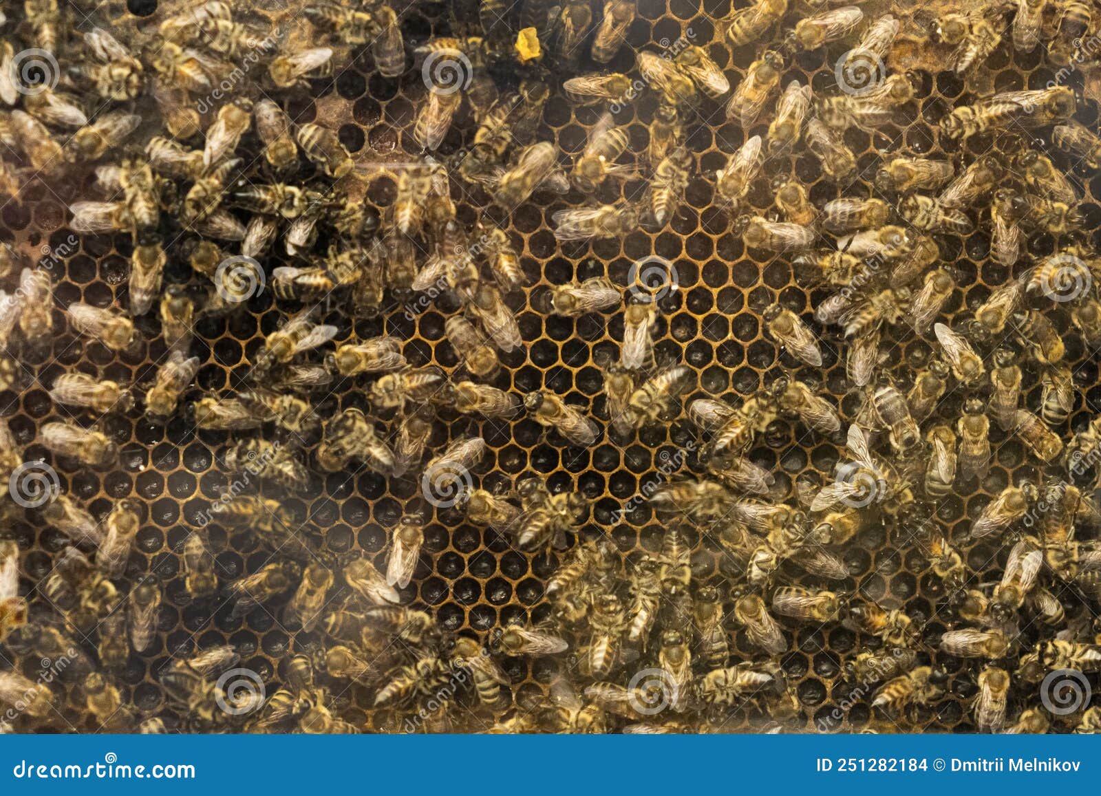 Beehive Interior Honey Bees Working on a Honeycomb Stock Photo - Image ...