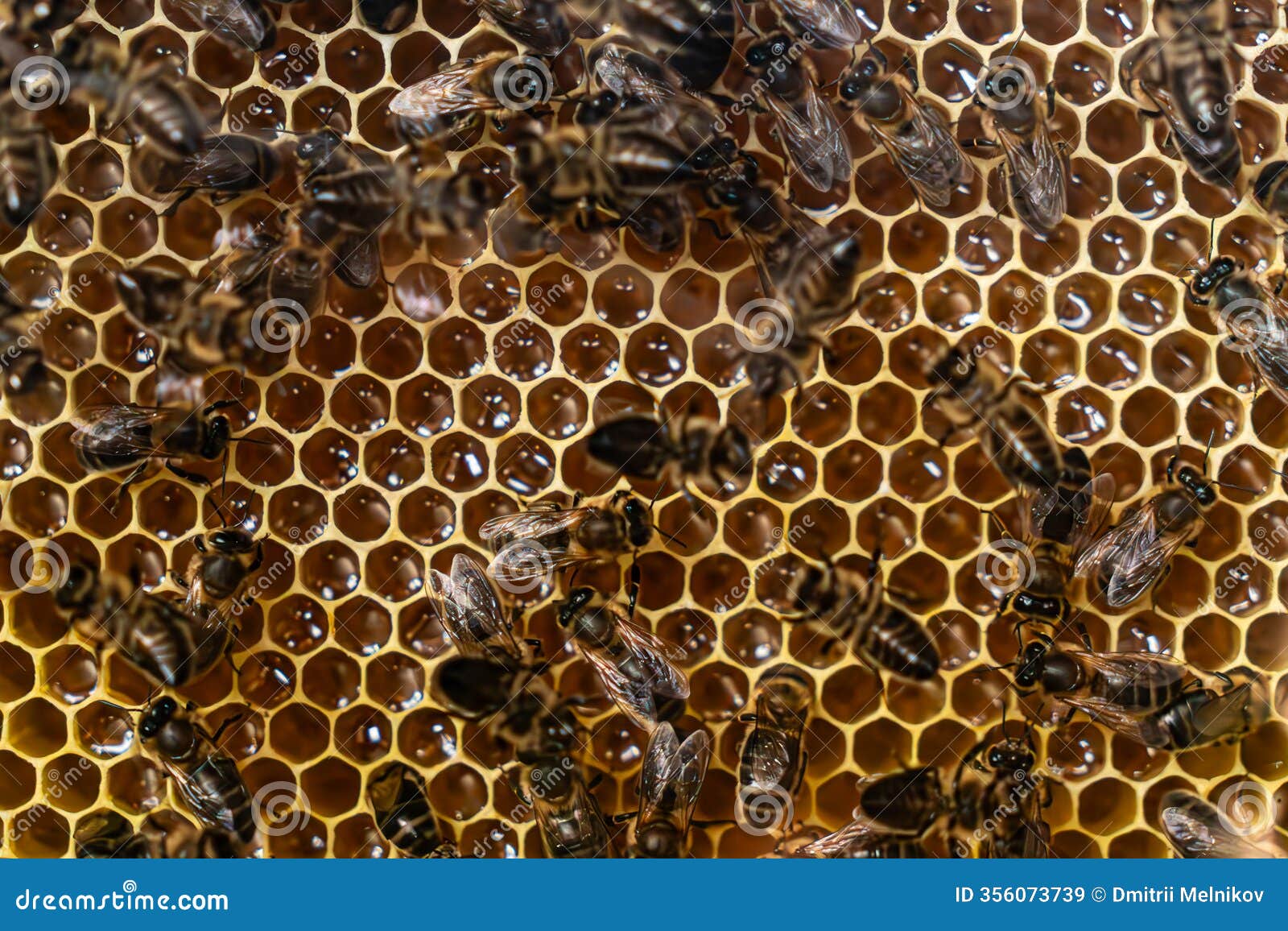 Beehive Interior Honey Bees Working on a Honeycomb Stock Image - Image ...