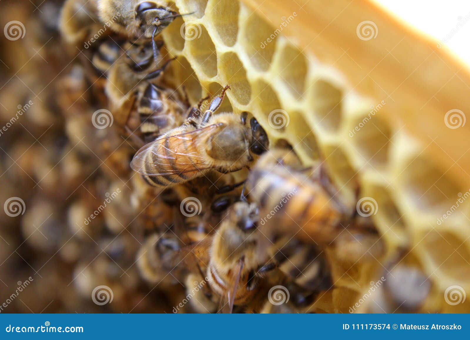 Beehive Interior - Honey Bees Working on a Honeycomb Stock Photo ...