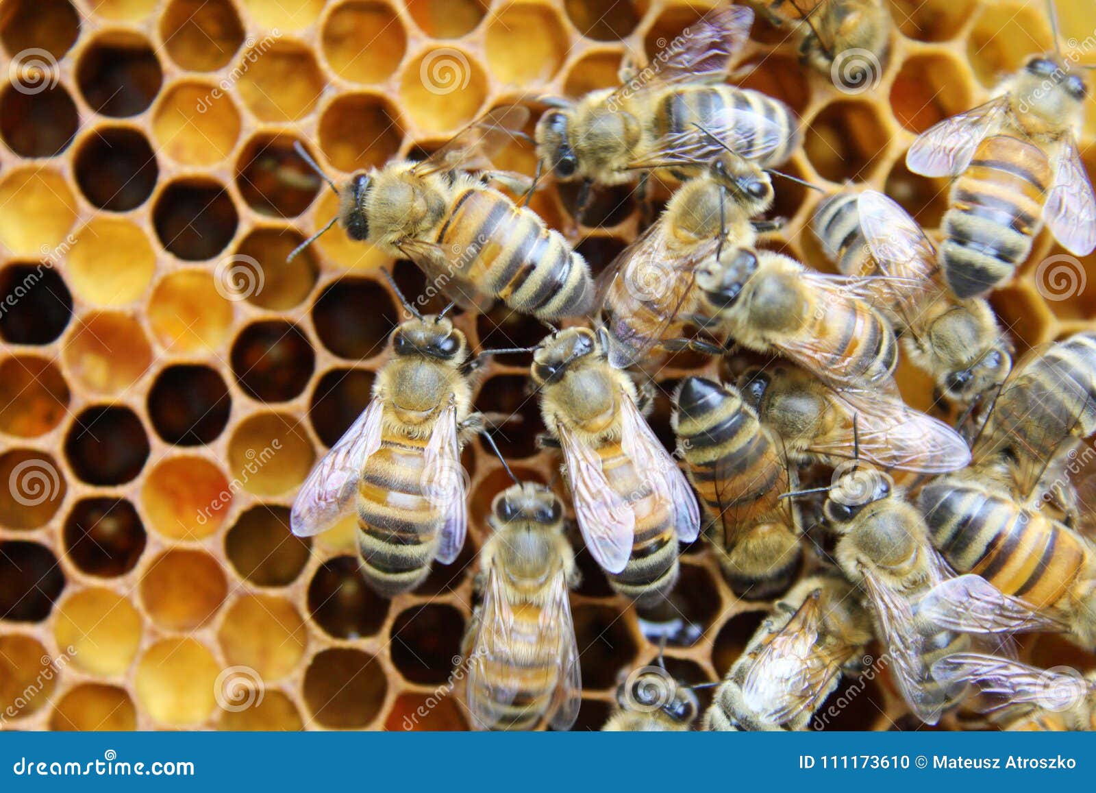 Beehive Interior - Honey Bees Working on a Honeycomb Stock Photo ...