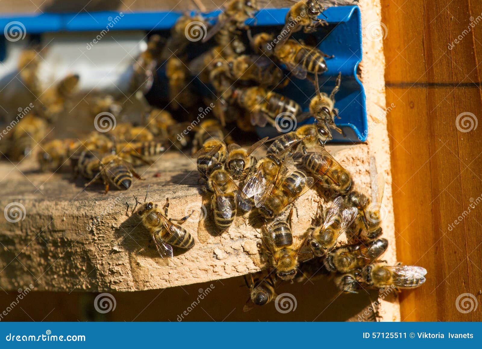 Beehive. Macro Shot of Bees Swarming on a Stock Image - Image of joint ...