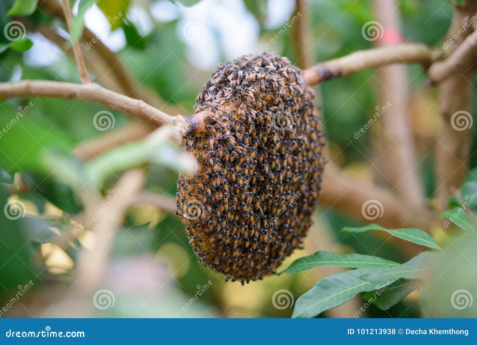 Beehive stock photo. Image of green, branch, hexagon - 101213938