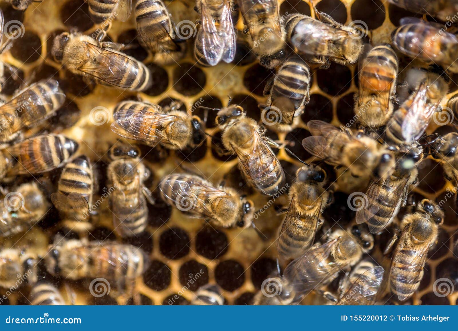 Beehive with many bees stock photo. Image of dark, beehive - 155220012