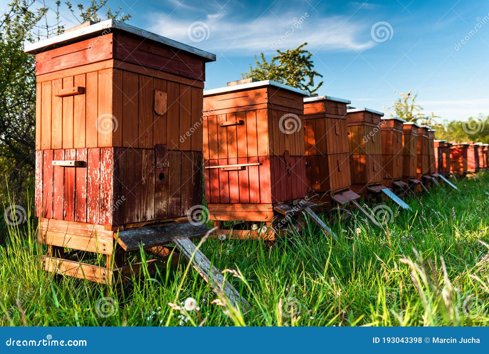 Beehive in Meadow at Summer. Organic Honey Production Stock Photo ...