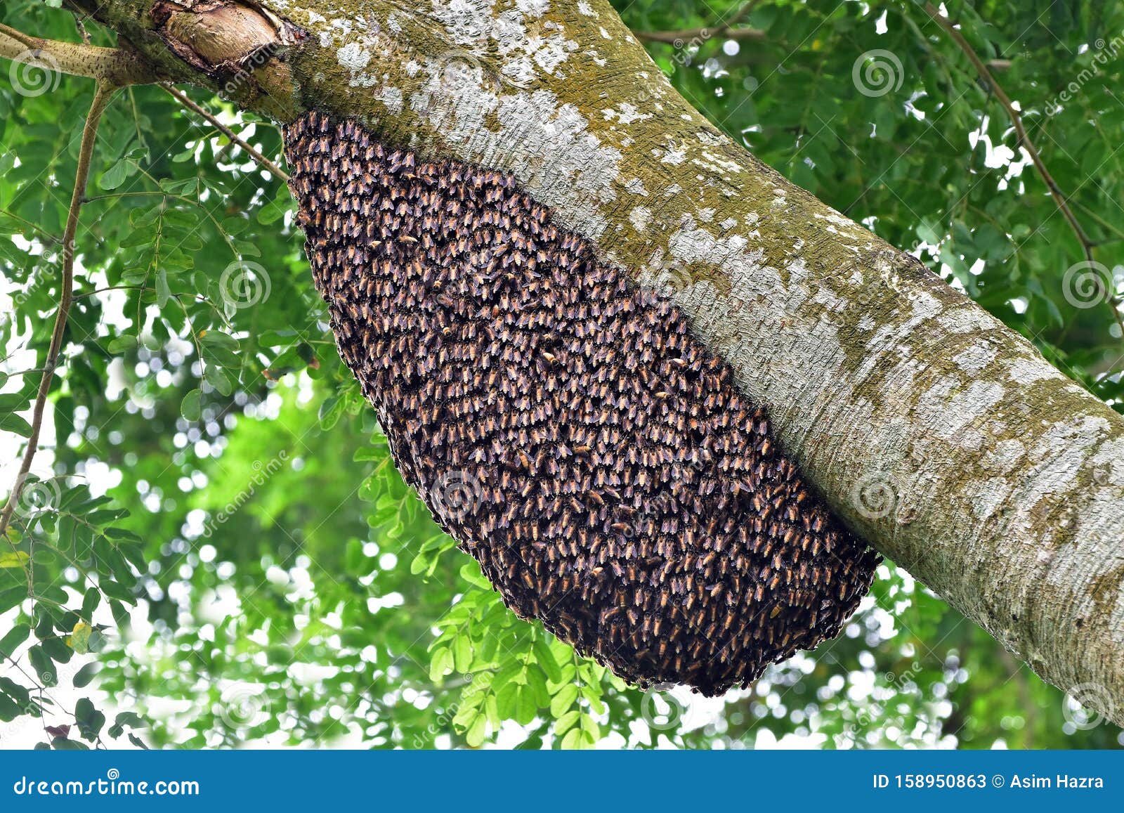 Beehive in nature stock image. Image of swarm, close - 158950863