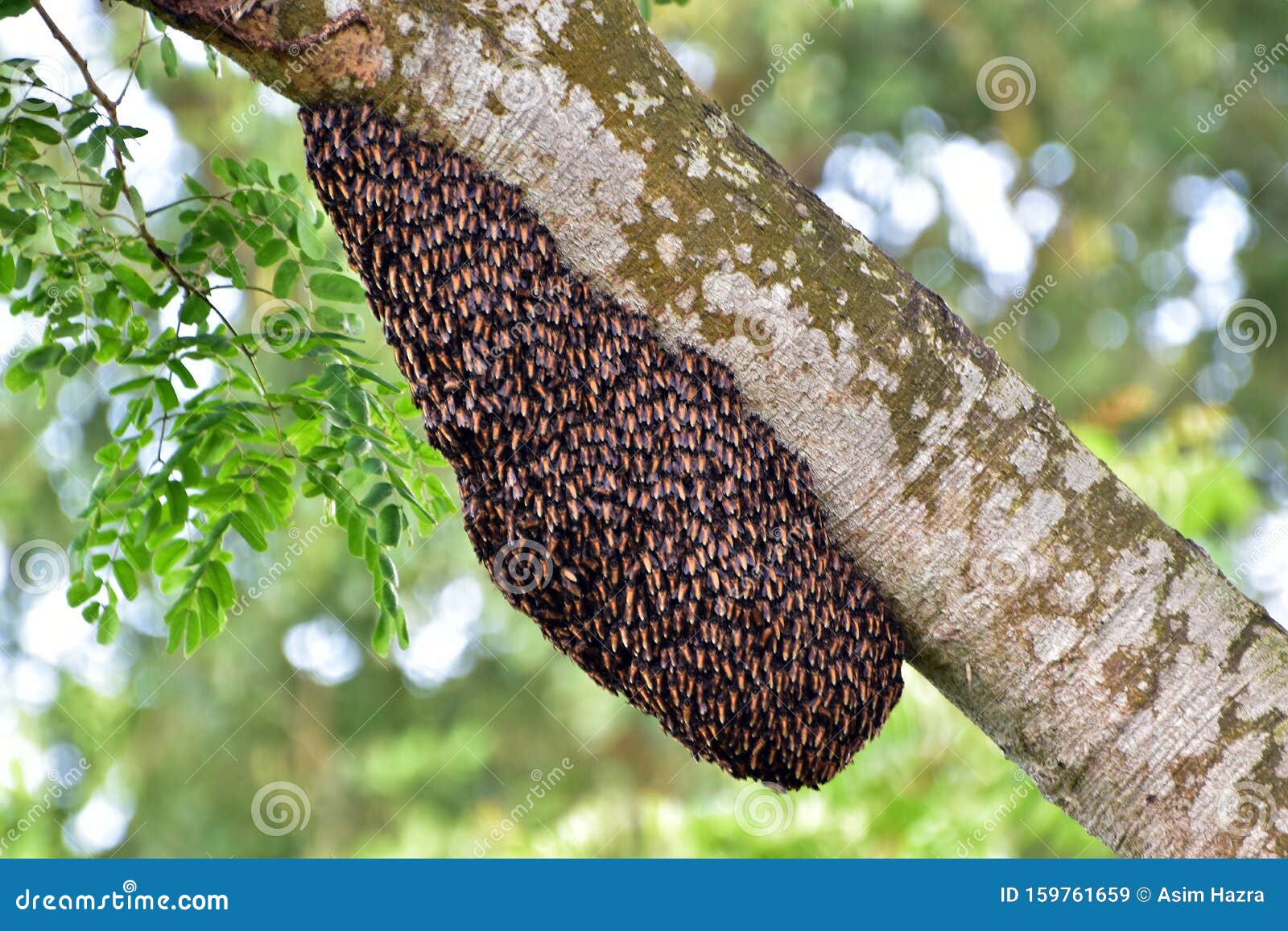 Beehive in nature stock image. Image of honey, plants - 159761659