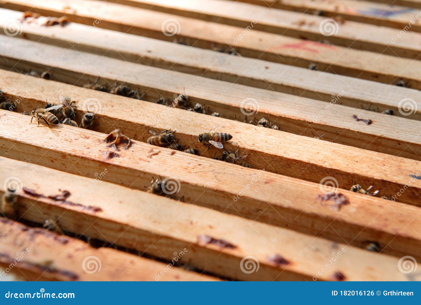 Beehive Open for Inspection by the Beekeeper Stock Photo - Image of ...