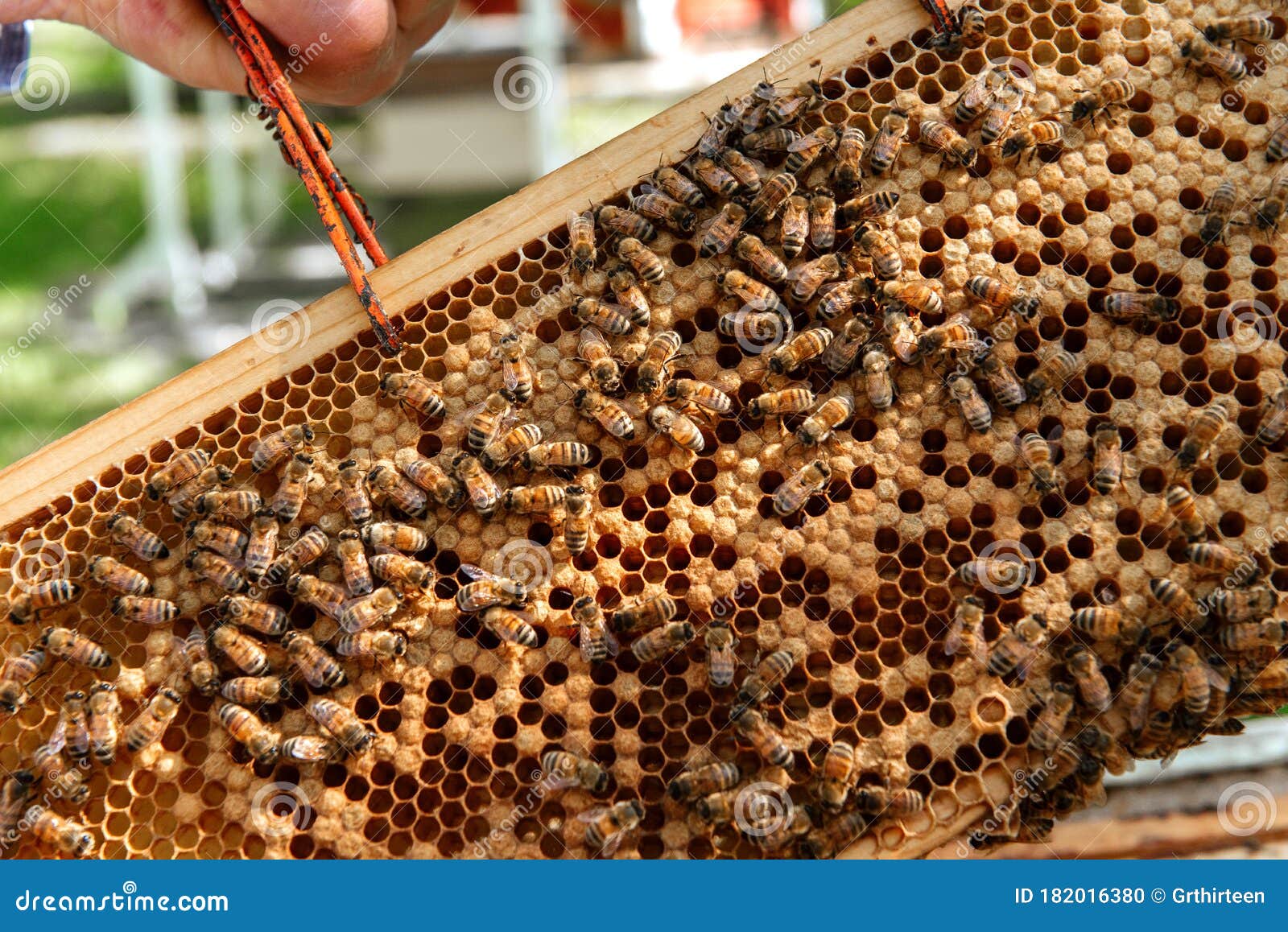 Beehive Open for Inspection by the Beekeeper Stock Photo - Image of ...
