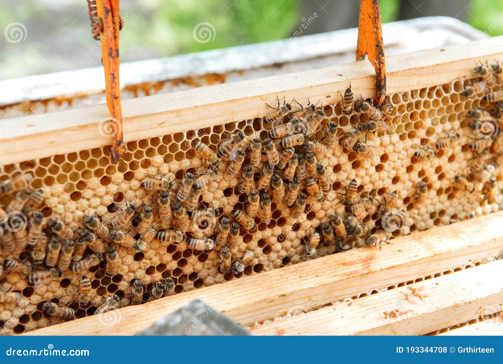 Beehive Open for Inspection by the Beekeeper Stock Photo - Image of ...