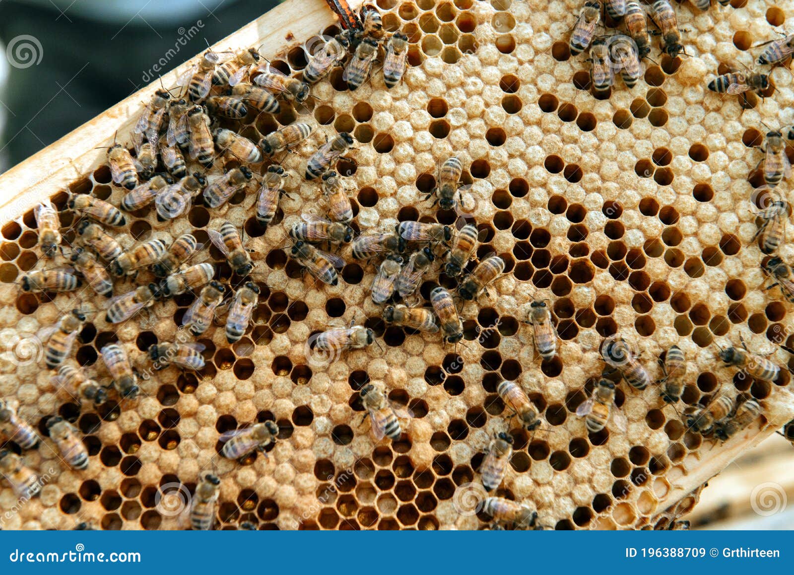 Beehive Open for Inspection by the Beekeeper Stock Image - Image of ...