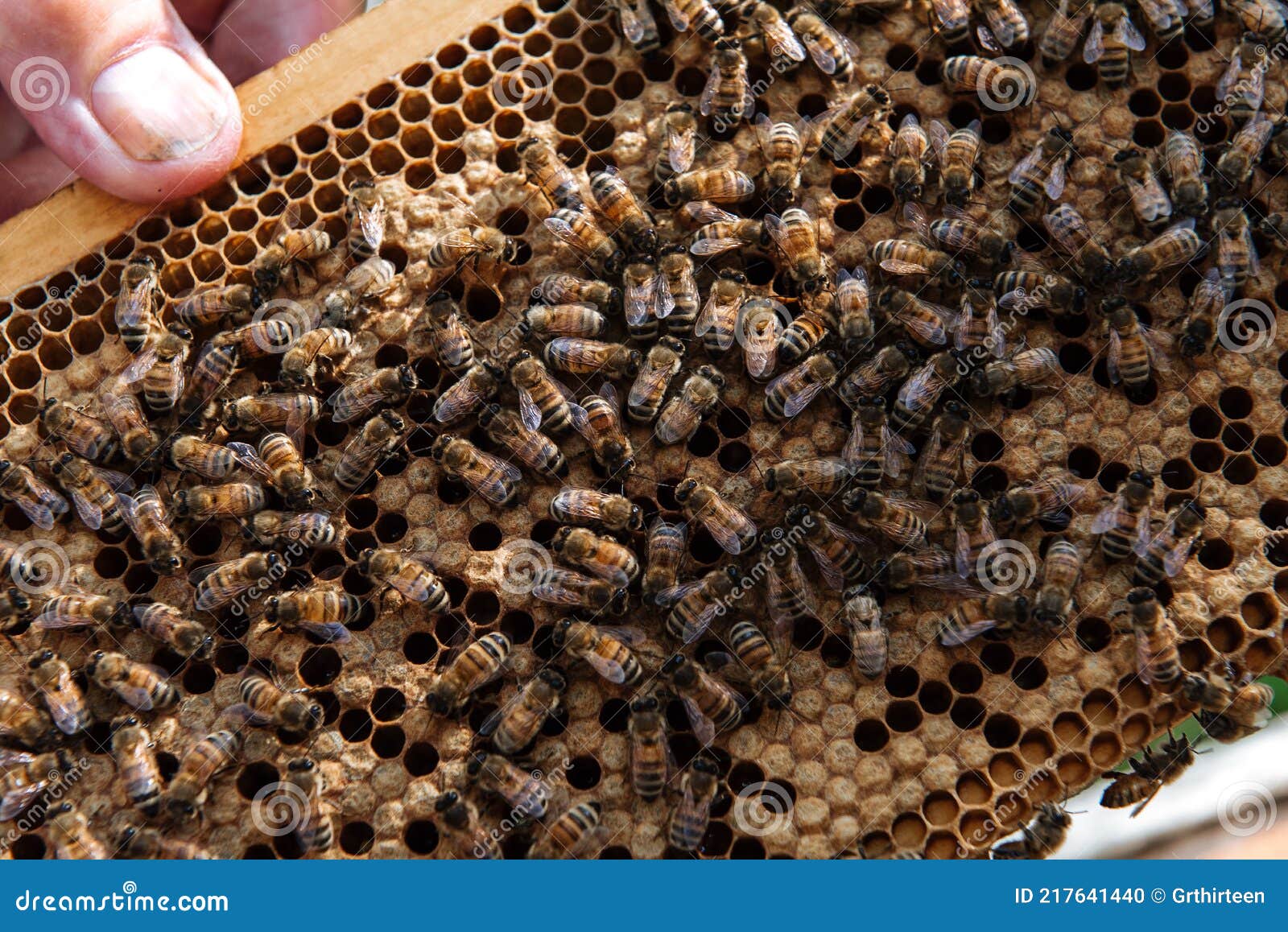 Beehive Open for Inspection by the Beekeeper Stock Photo - Image of ...