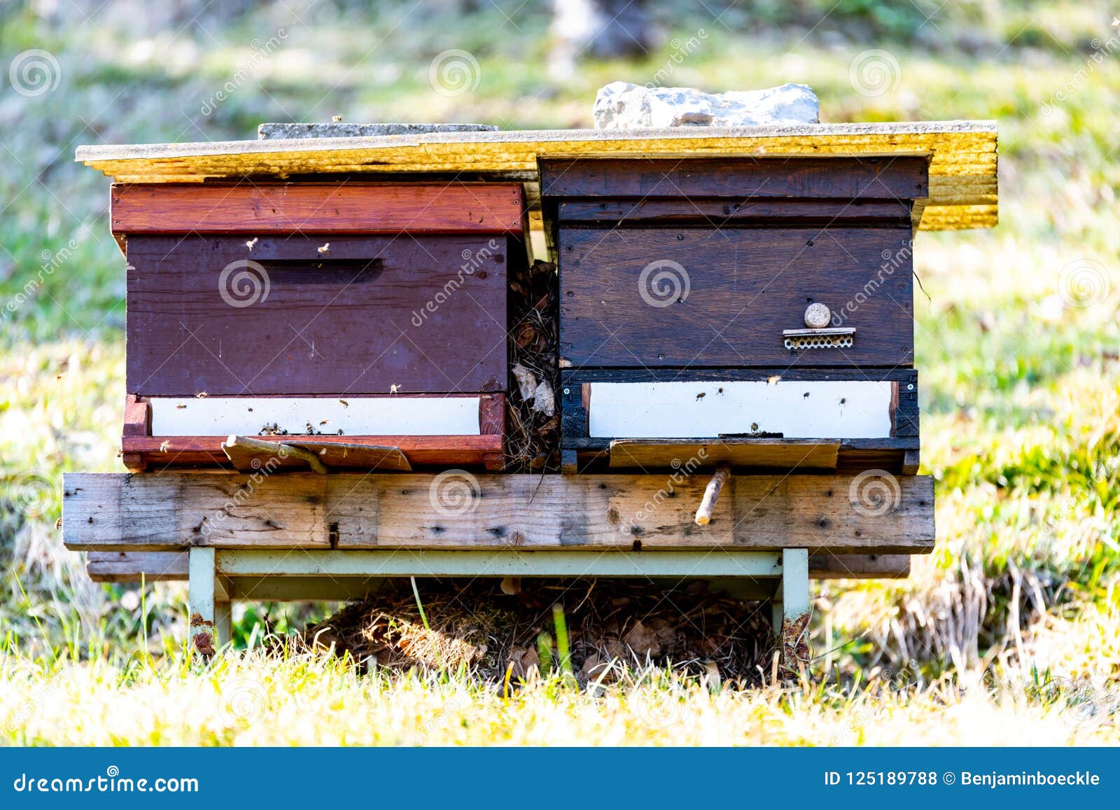 Beehive Outside on the Madow Stock Photo - Image of beehive, healthy ...