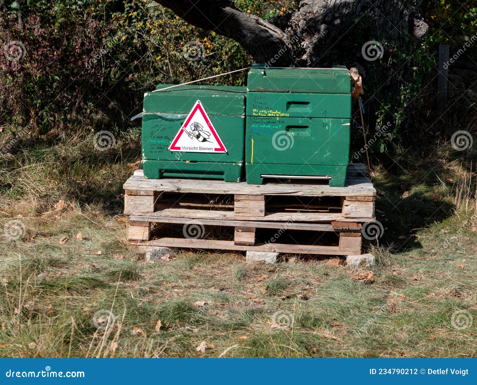 Beehive on pallets stock photo. Image of liquid, farmer - 234790212