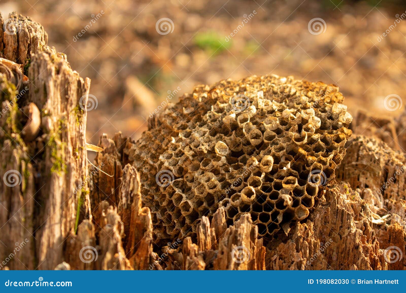 A Beehive on a Rotten Tree Stump Stock Photo - Image of nature, danger ...