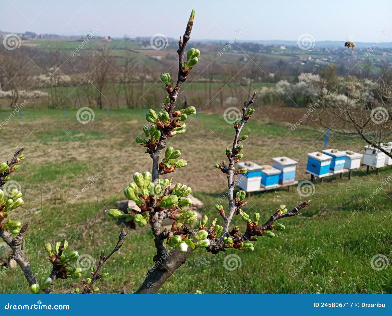 Beehive in the spring stock image. Image of leaf, produce - 245806717