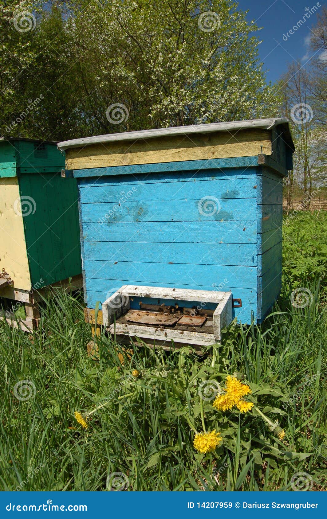 Beehive in springtime stock image. Image of bees, apis - 14207959