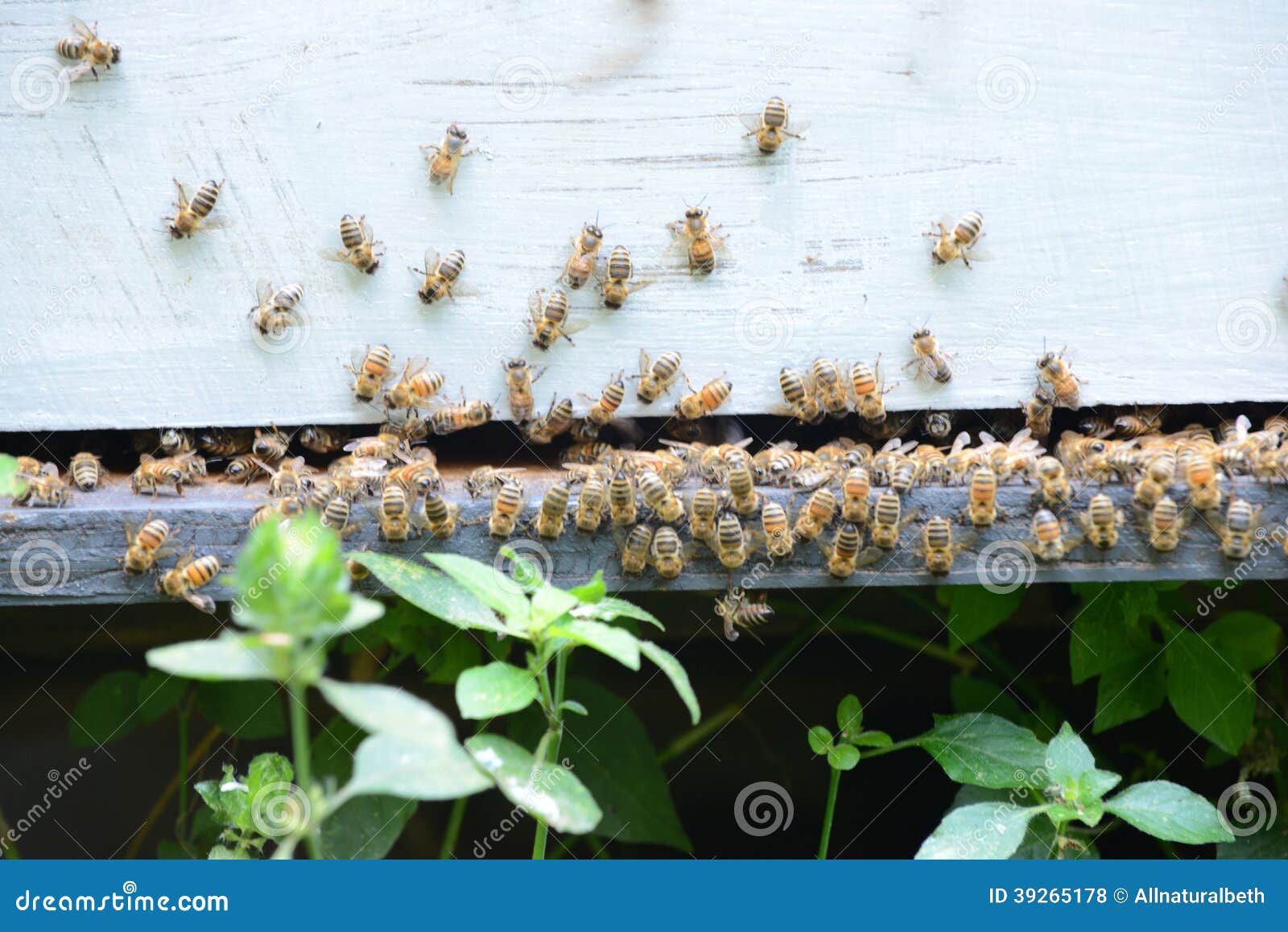 Beehive stock photo. Image of hive, beehive, insects - 39265178