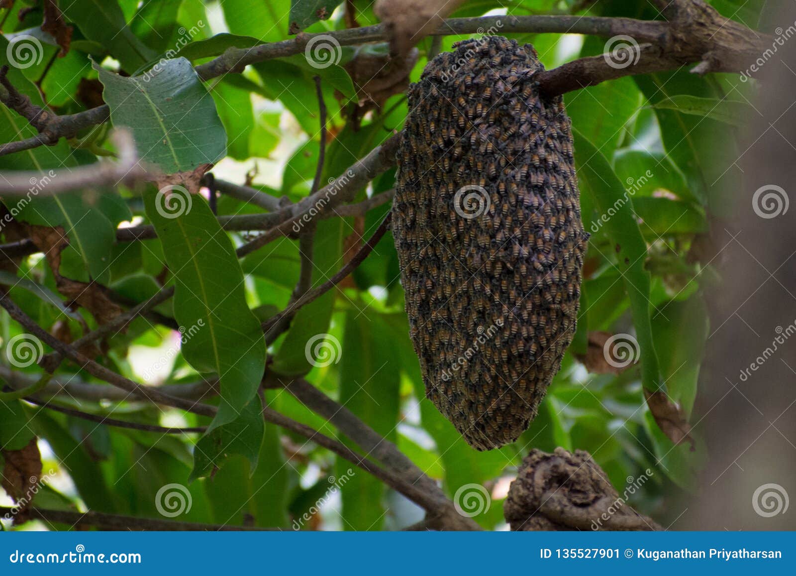 In the backyard stock image. Image of apiary, bright - 135527901