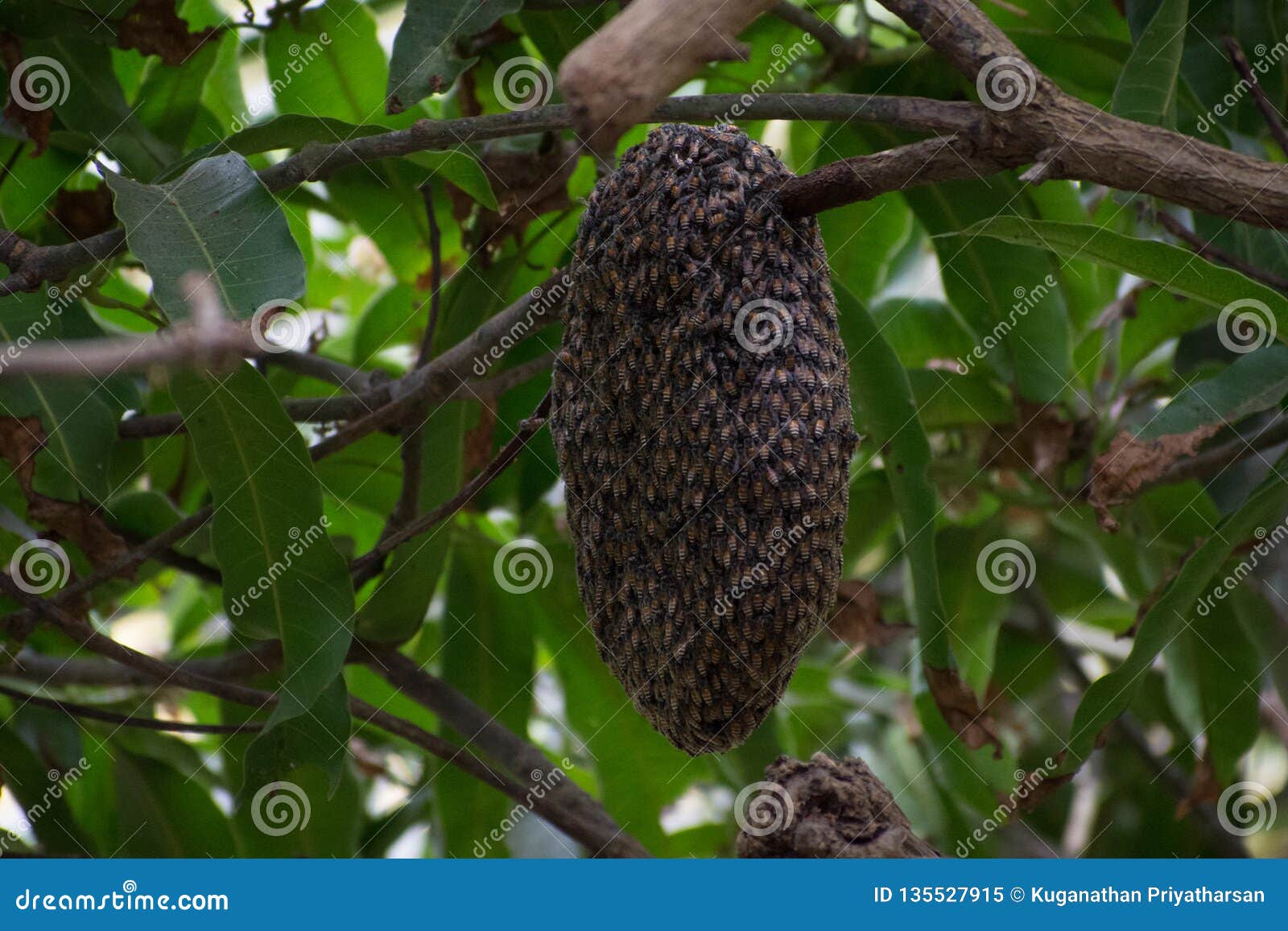 In the backyard stock image. Image of animal, jaffna - 135527915