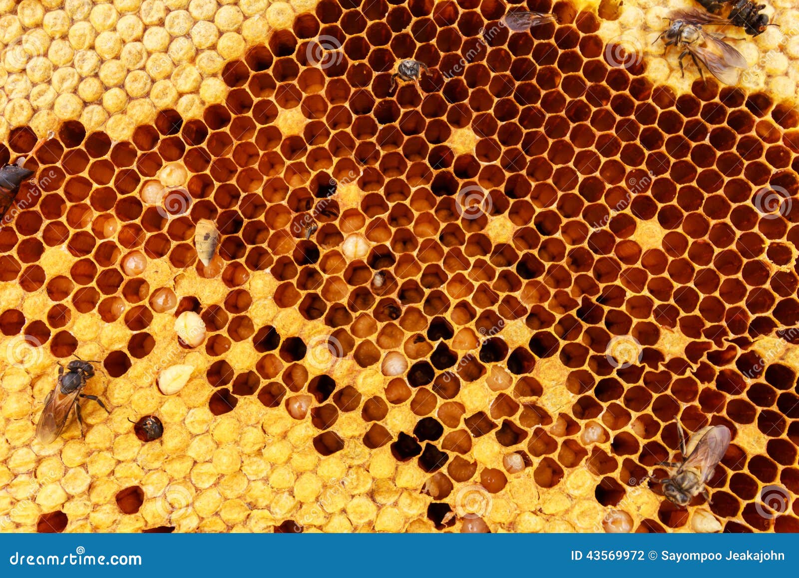 Beehive texture stock photo. Image of summer, wild, comb - 43569972