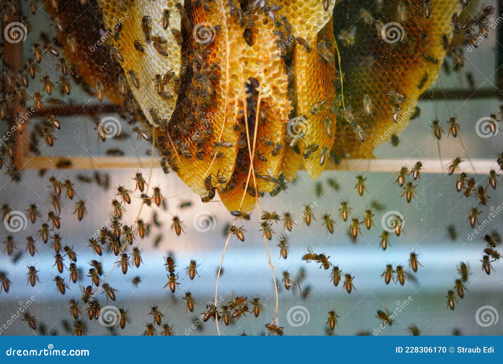 Beehive with Transparent Walls Stock Photo - Image of daytime, beehive ...