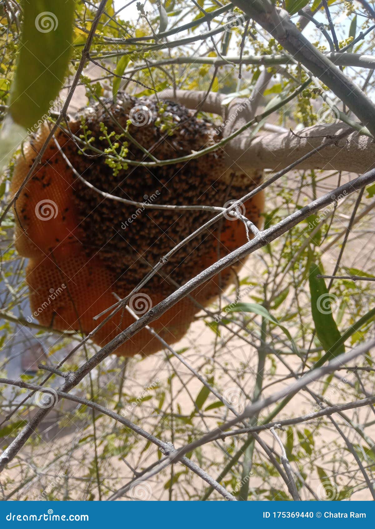 A beehive on a tree stock photo. Image of india, beehive - 175369440