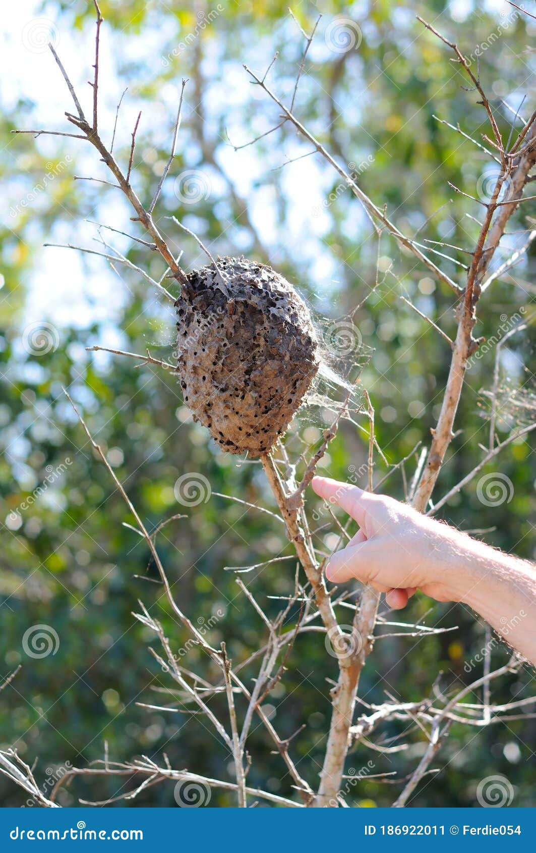 A Beehive on a Tree stock image. Image of honey, tropical - 186922011