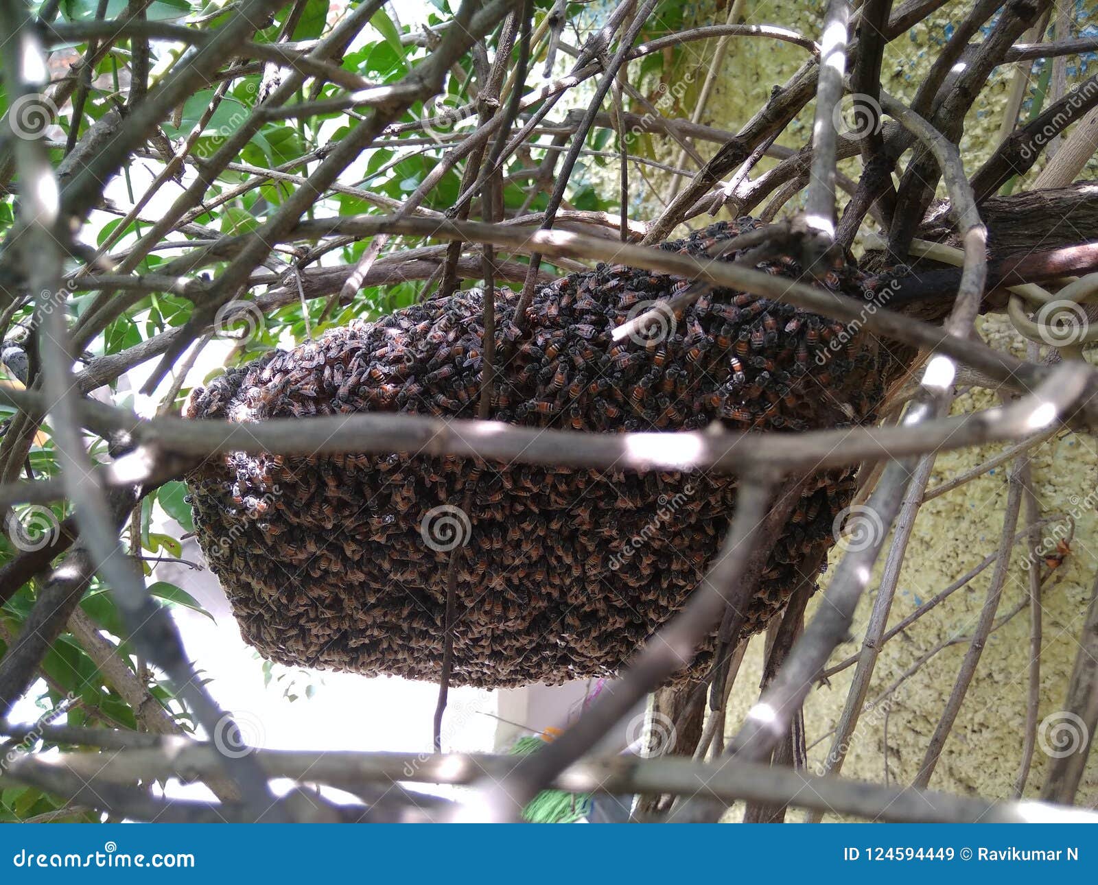 Beehive On Tree Royalty-Free Stock Photo | CartoonDealer.com #124594449 Beehive On Tree Royalty-Free Stock Photo | CartoonDealer.com #124594449
