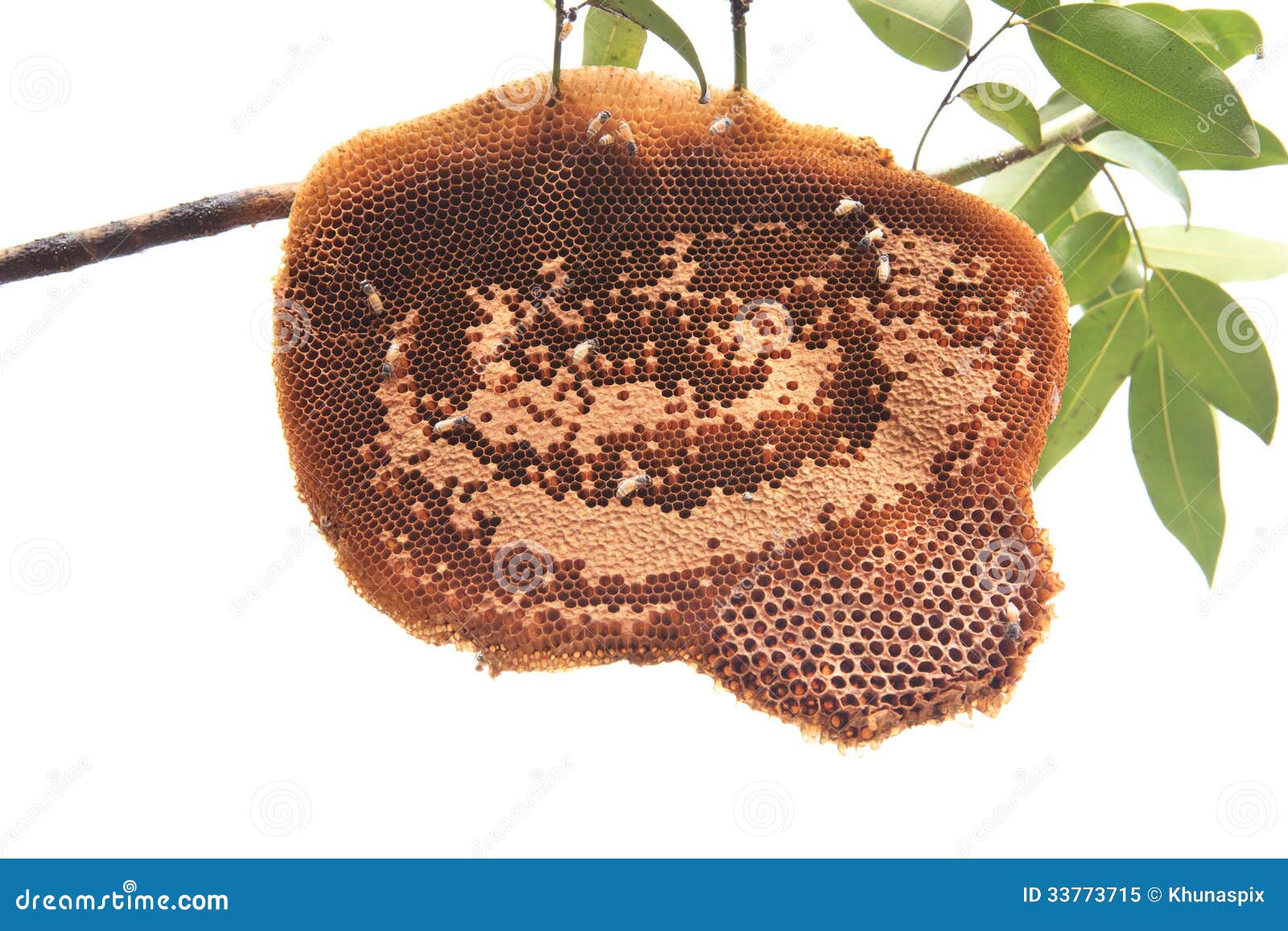 A Beehive On A Tree Stock Photo | CartoonDealer.com #175369440 A Beehive On A Tree Stock Photo | CartoonDealer.com #175369440
